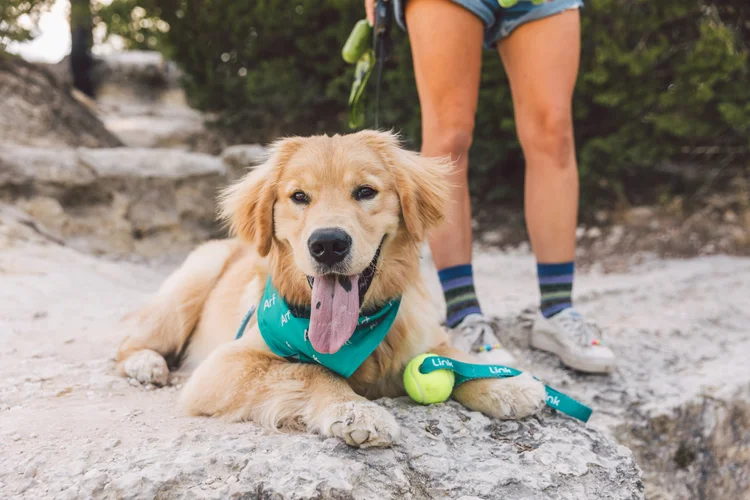 The Largest Golden Retriever Meetup in Texas — ZilkerBark!
