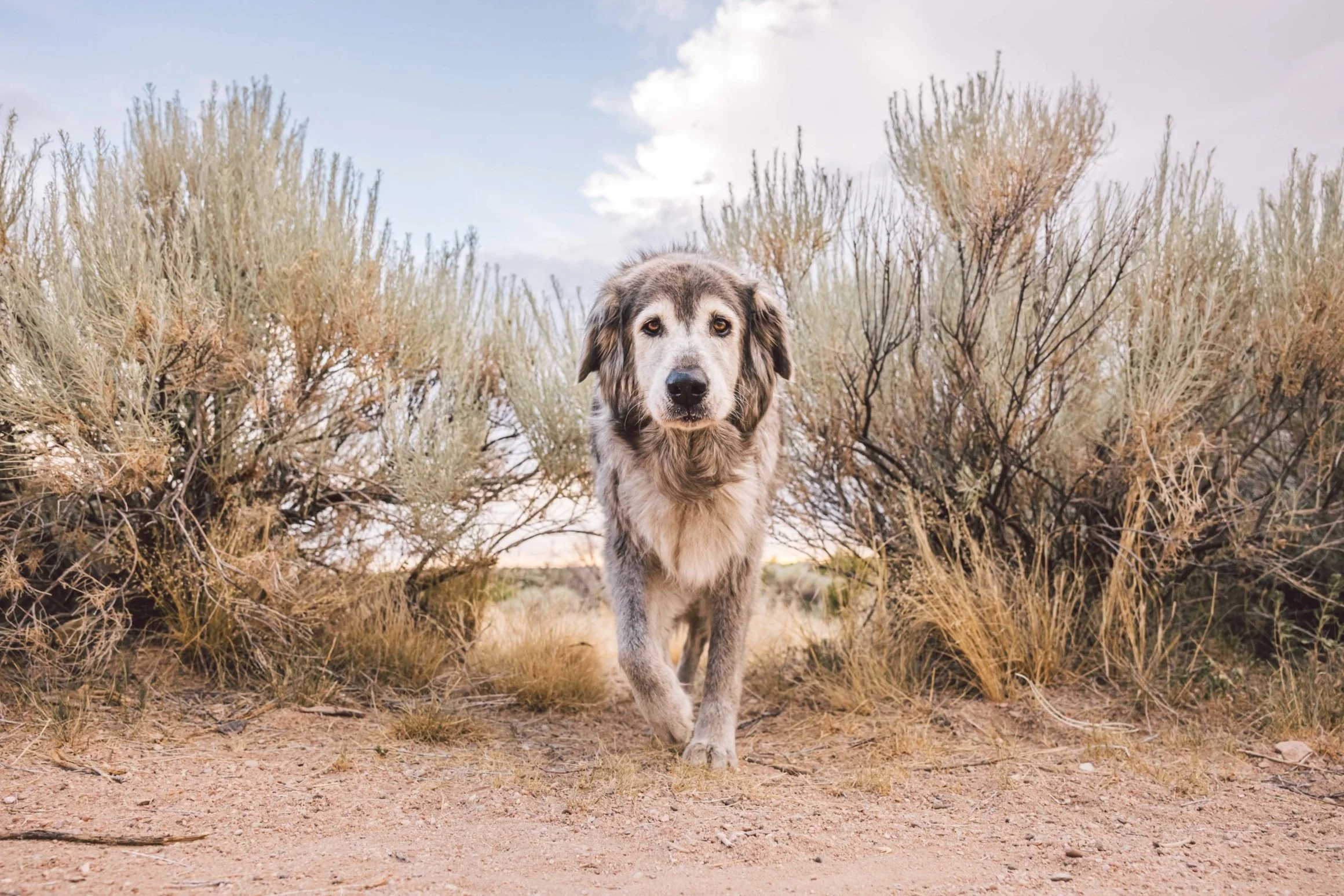 ZilkerBark in Santa Fe, NM presents: Perro Santo — ZilkerBark!