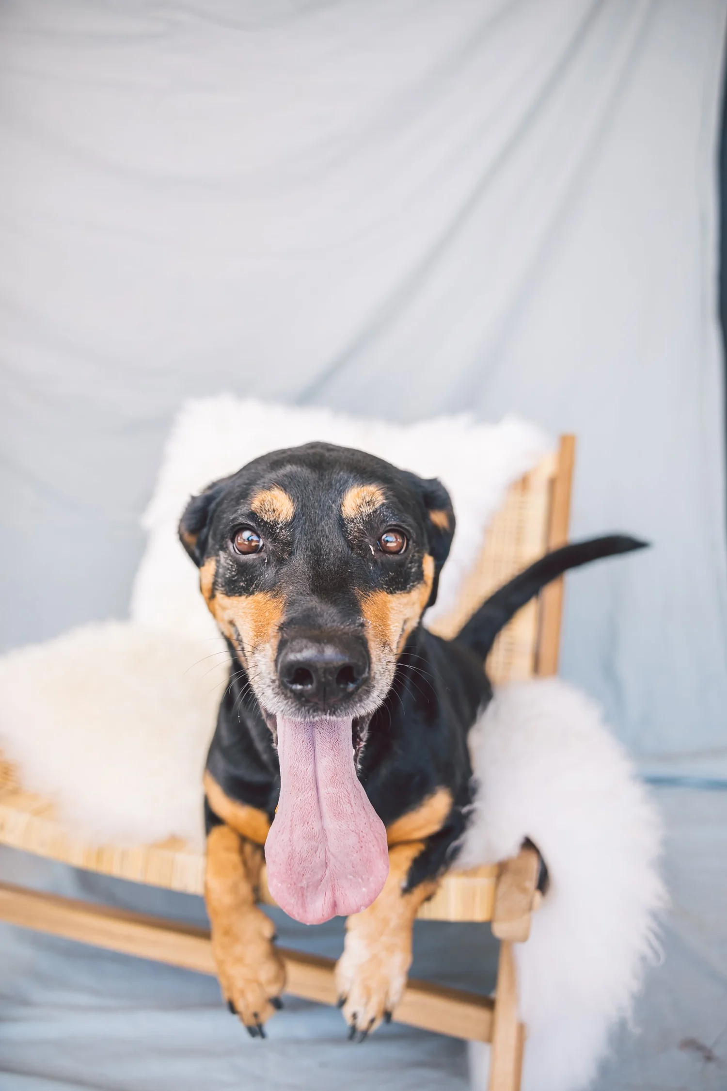 2025 Texas Wienerfest — ZilkerBark!