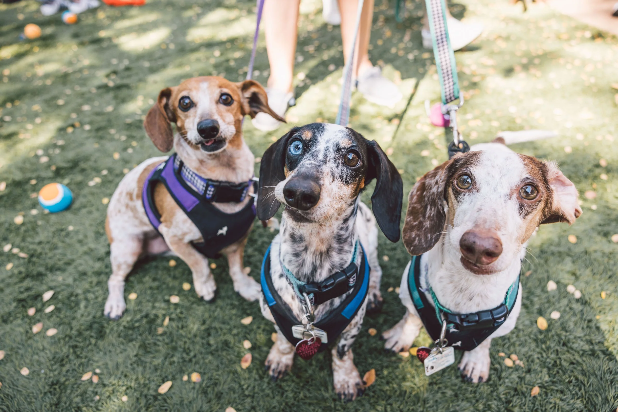 Texas Wienerfest — ZilkerBark!