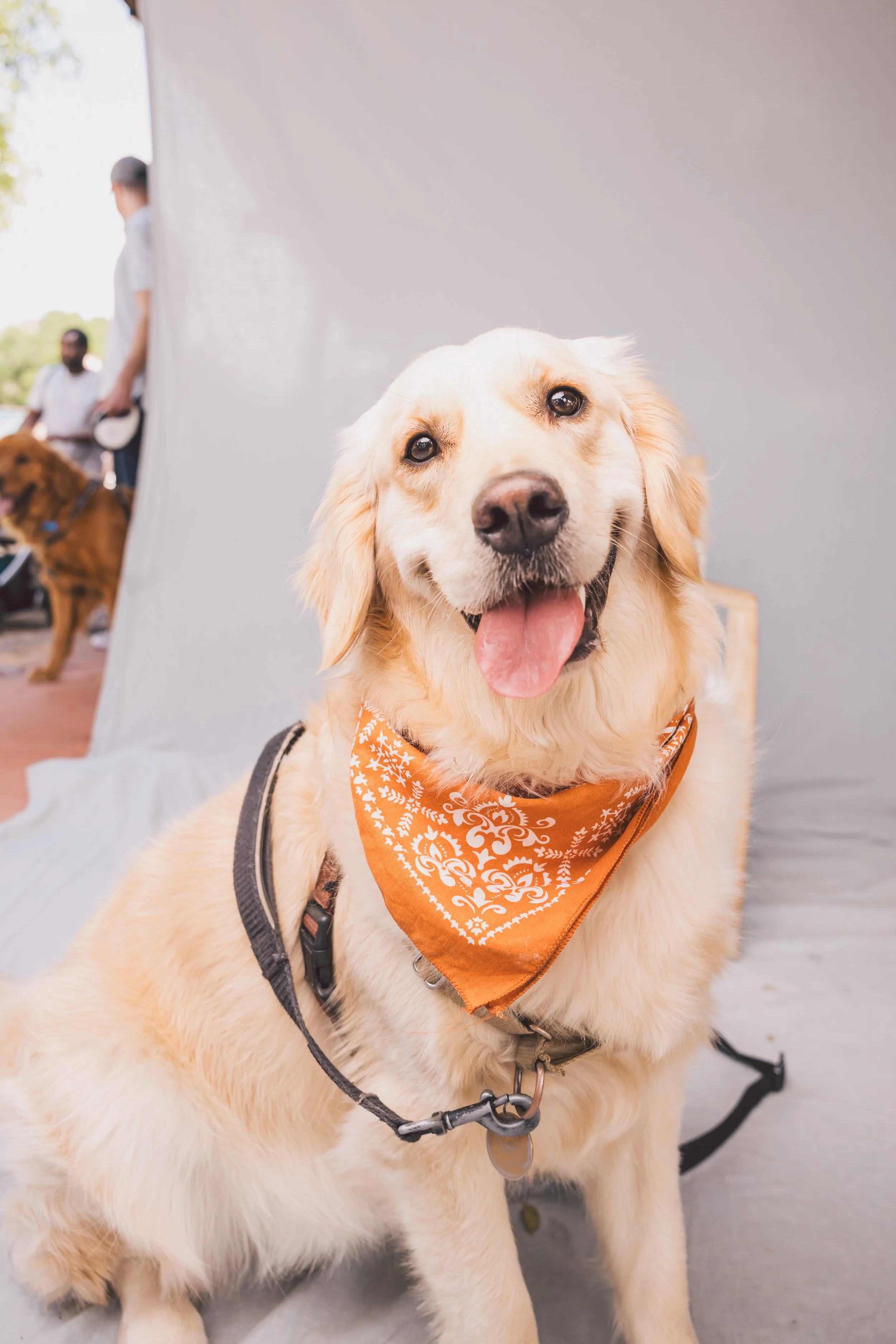 The Largest Golden Retriever Meetup in Texas — ZilkerBark!