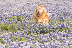 The Largest Golden Retriever Meetup in Texas — ZilkerBark!