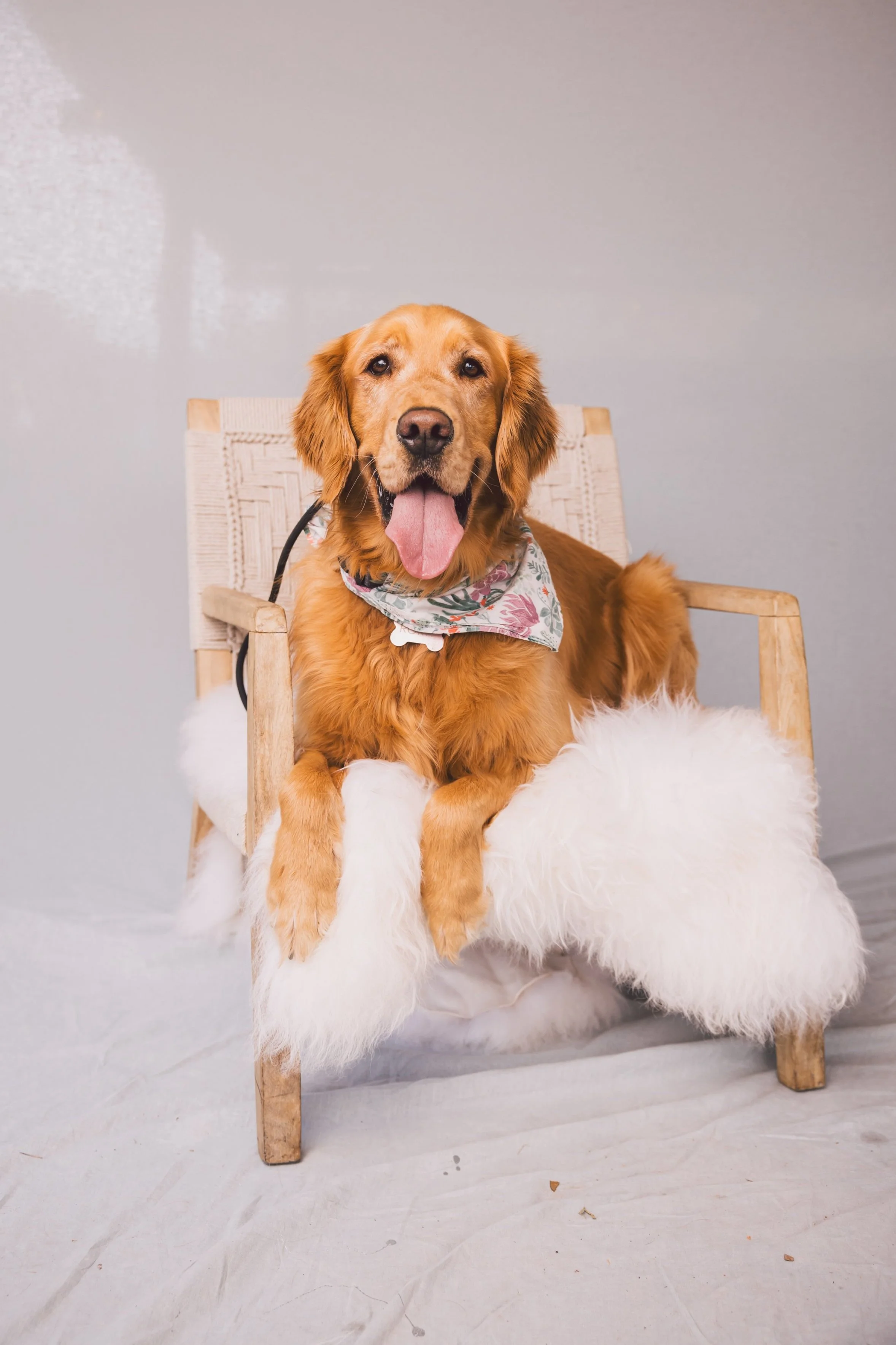The Largest Golden Retriever Meetup in Texas — ZilkerBark!