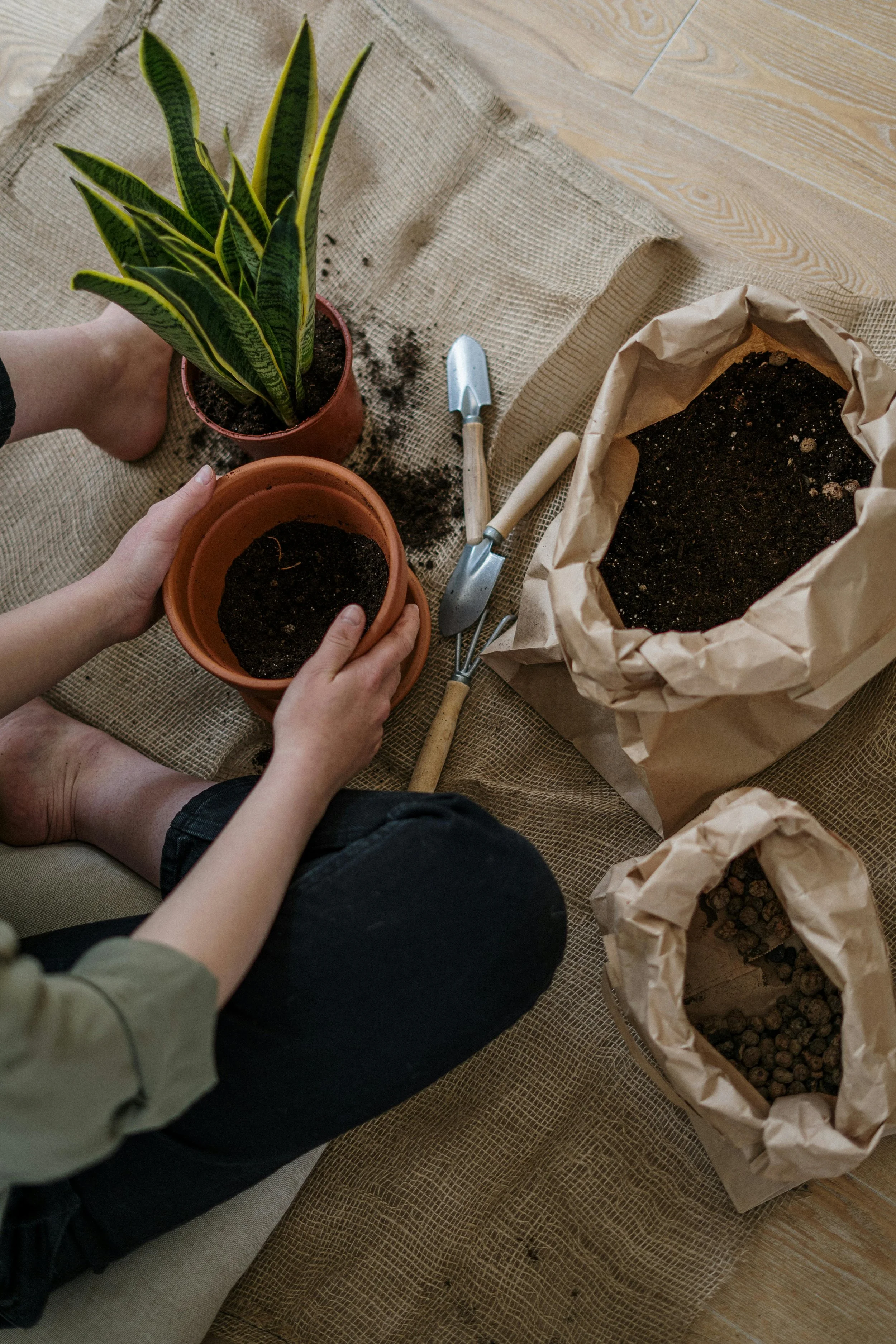 How to Grow Lush, Green Plants Without Spending a Fortune — Catey Plants