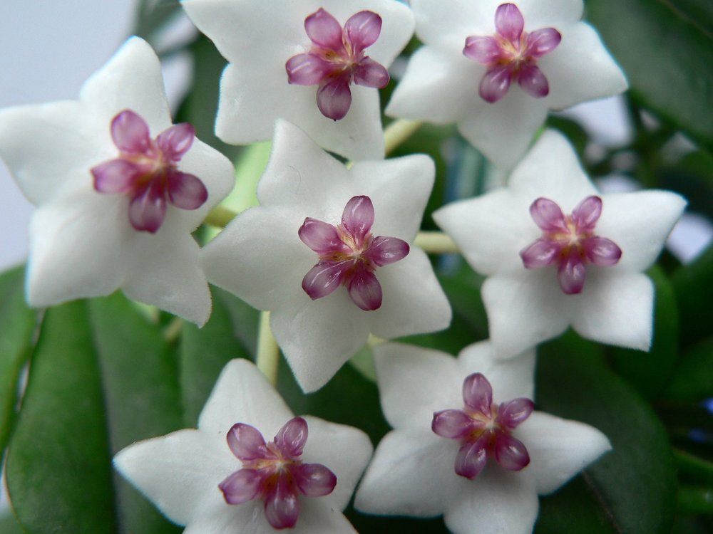 Hoya Watering 101: How to Read Your Plant’s Cues — Catey Plants
