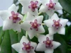 Hoya Watering 101: How to Read Your Plant’s Cues — Catey Plants