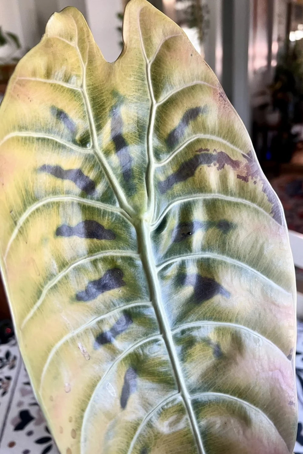 From Leaf Drop to Root Rot: Common Plant Problems and How to Solve Them ...