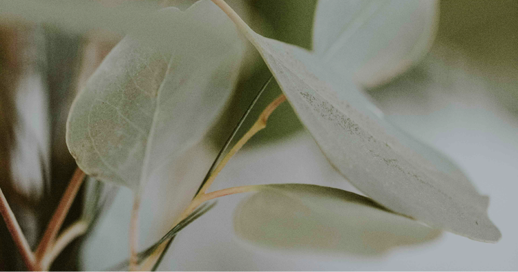 Lifespan Integration Canada
