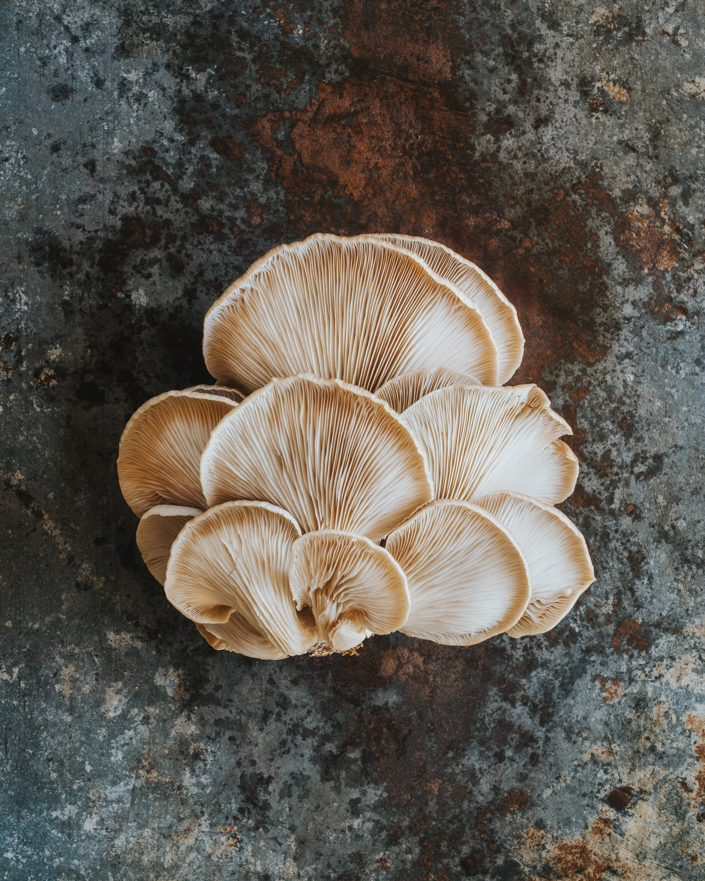 Remarkable Fungi