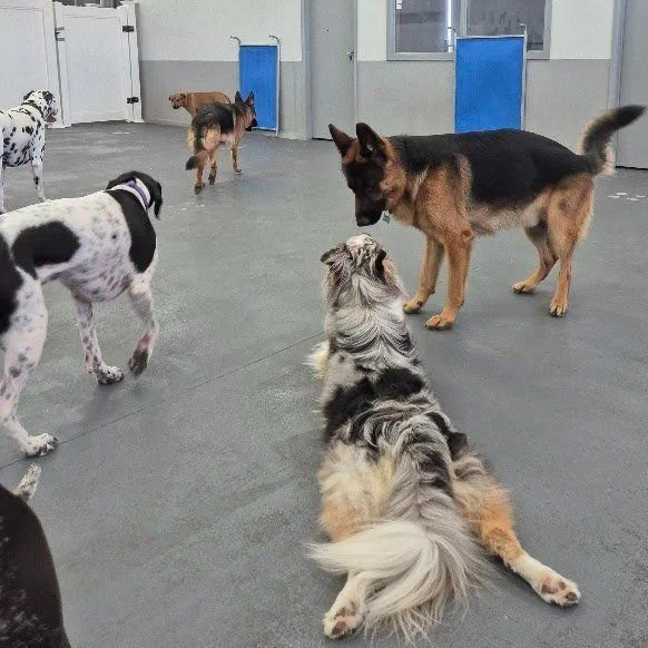 All Day Dogs - Dandenong South Dog Training & Doggy Daycare