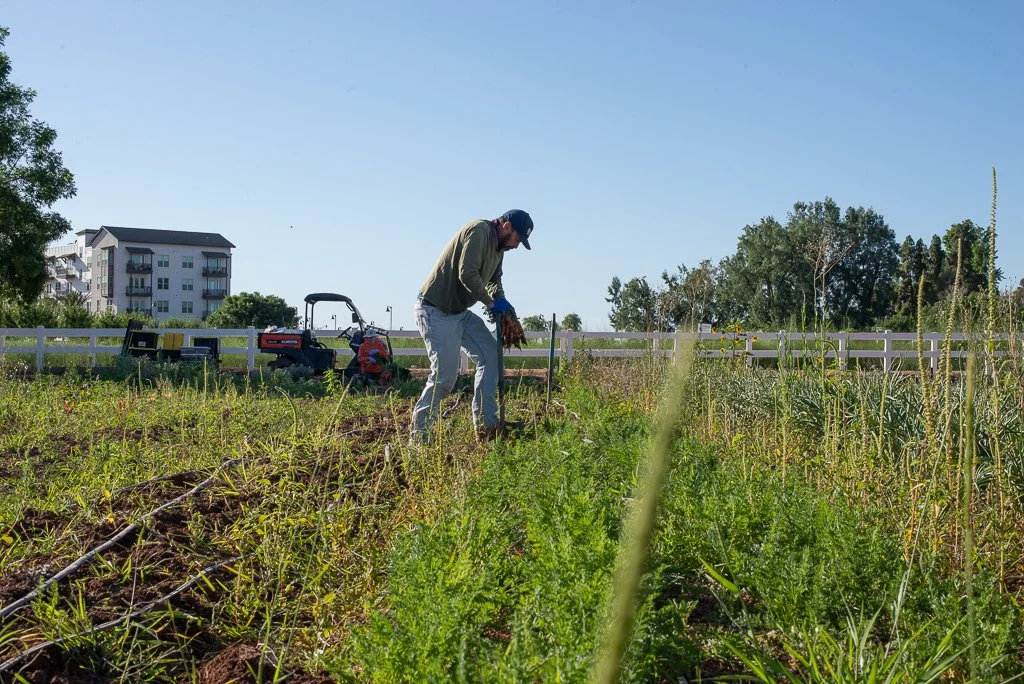 Farm Boxes — Agritopia Farm