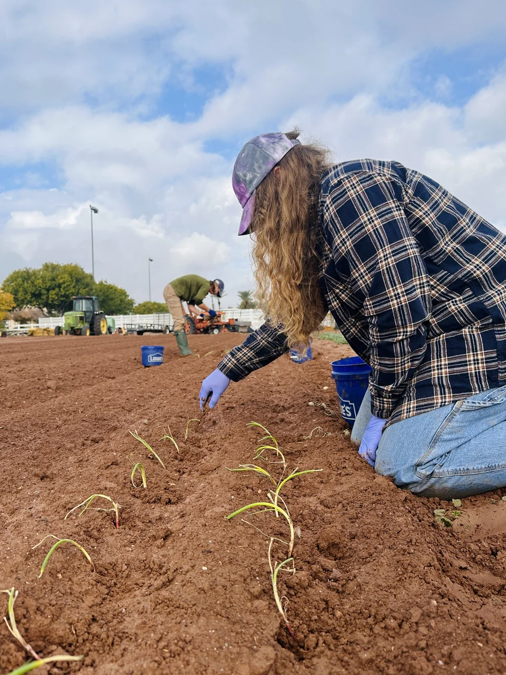 Farm Boxes — Agritopia Farm