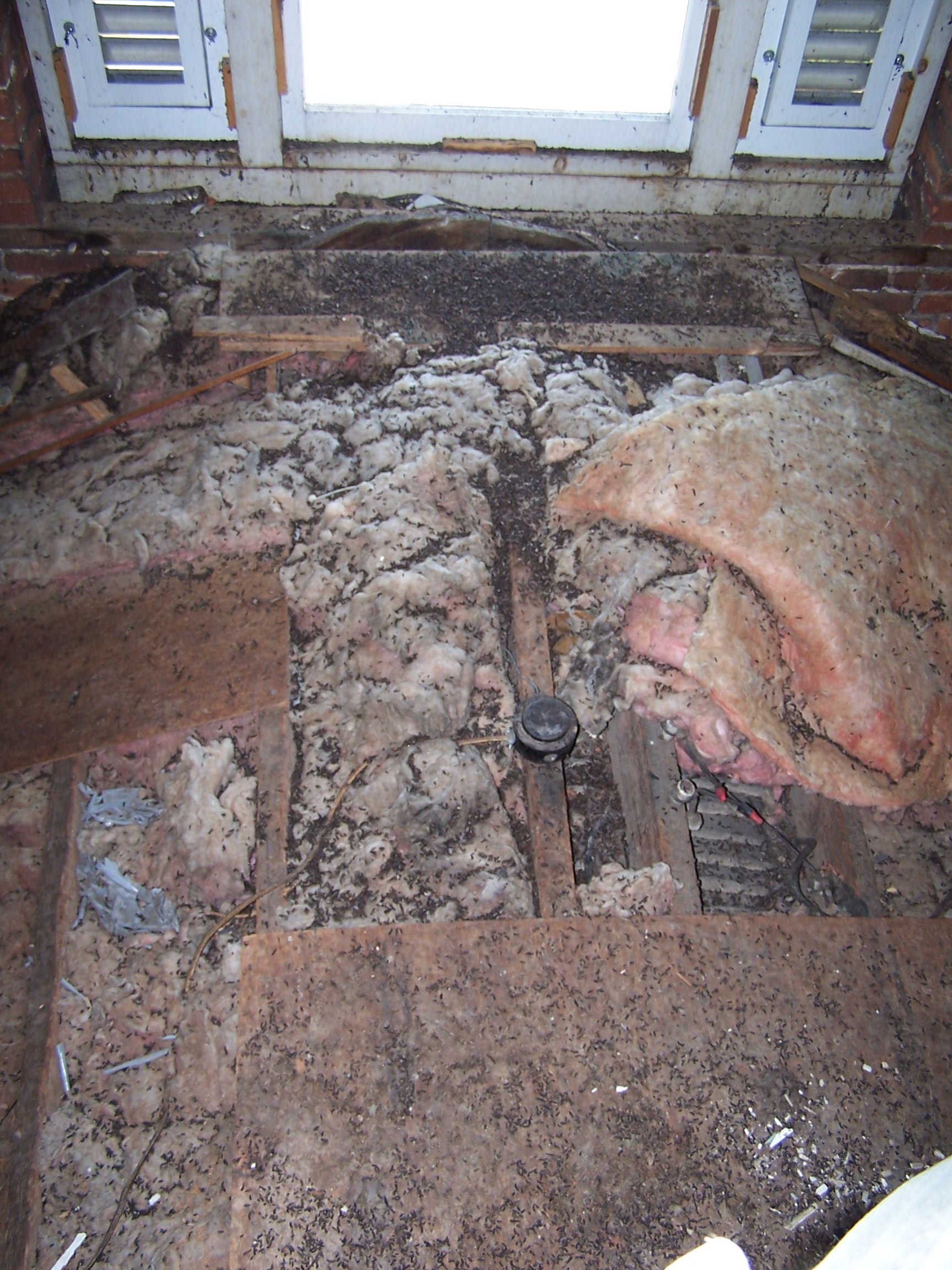 How to remove bats from your attic — Piedmont Wildlife Control