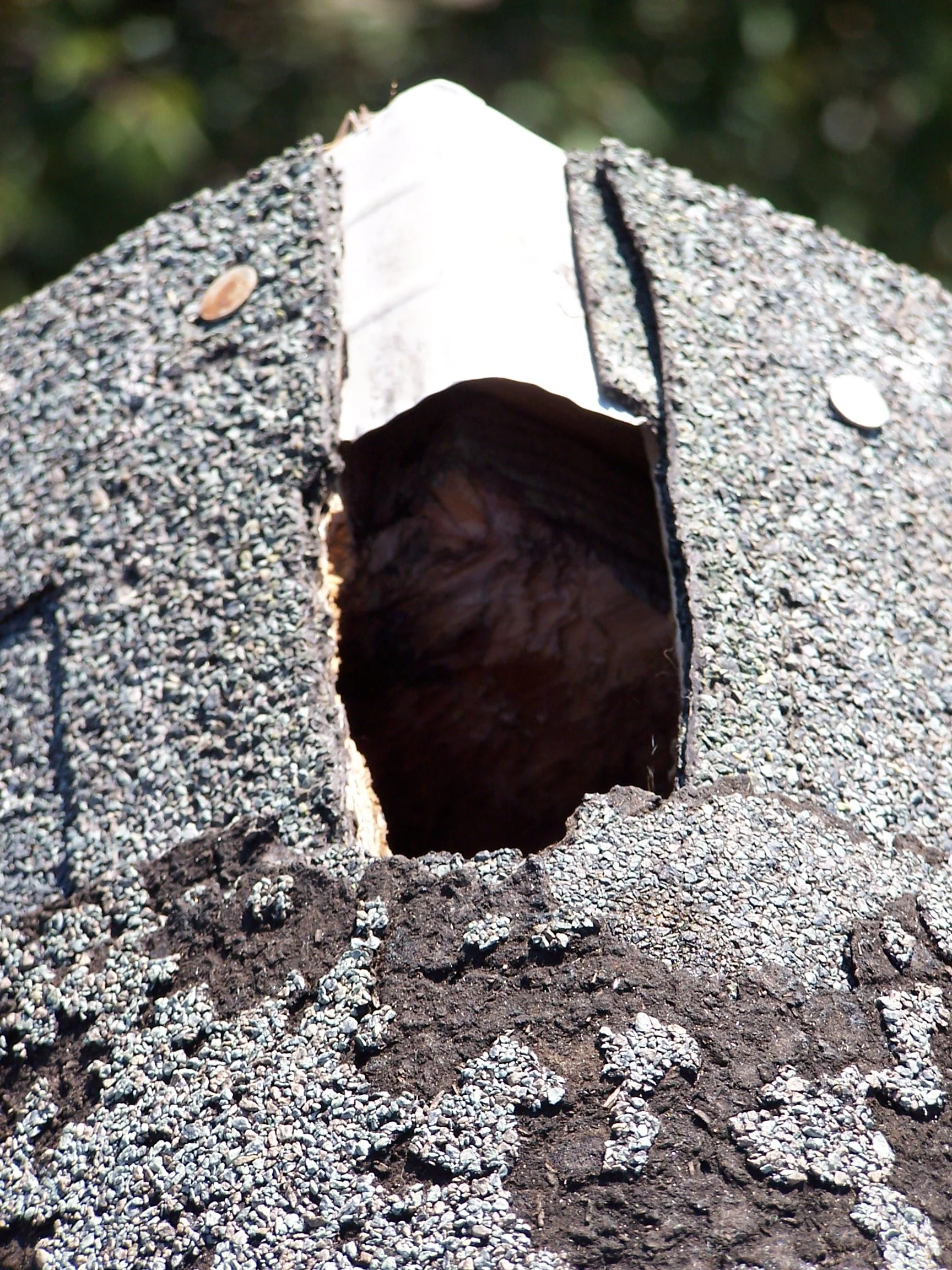 How to get rid of squirrels for good — Piedmont Wildlife Control