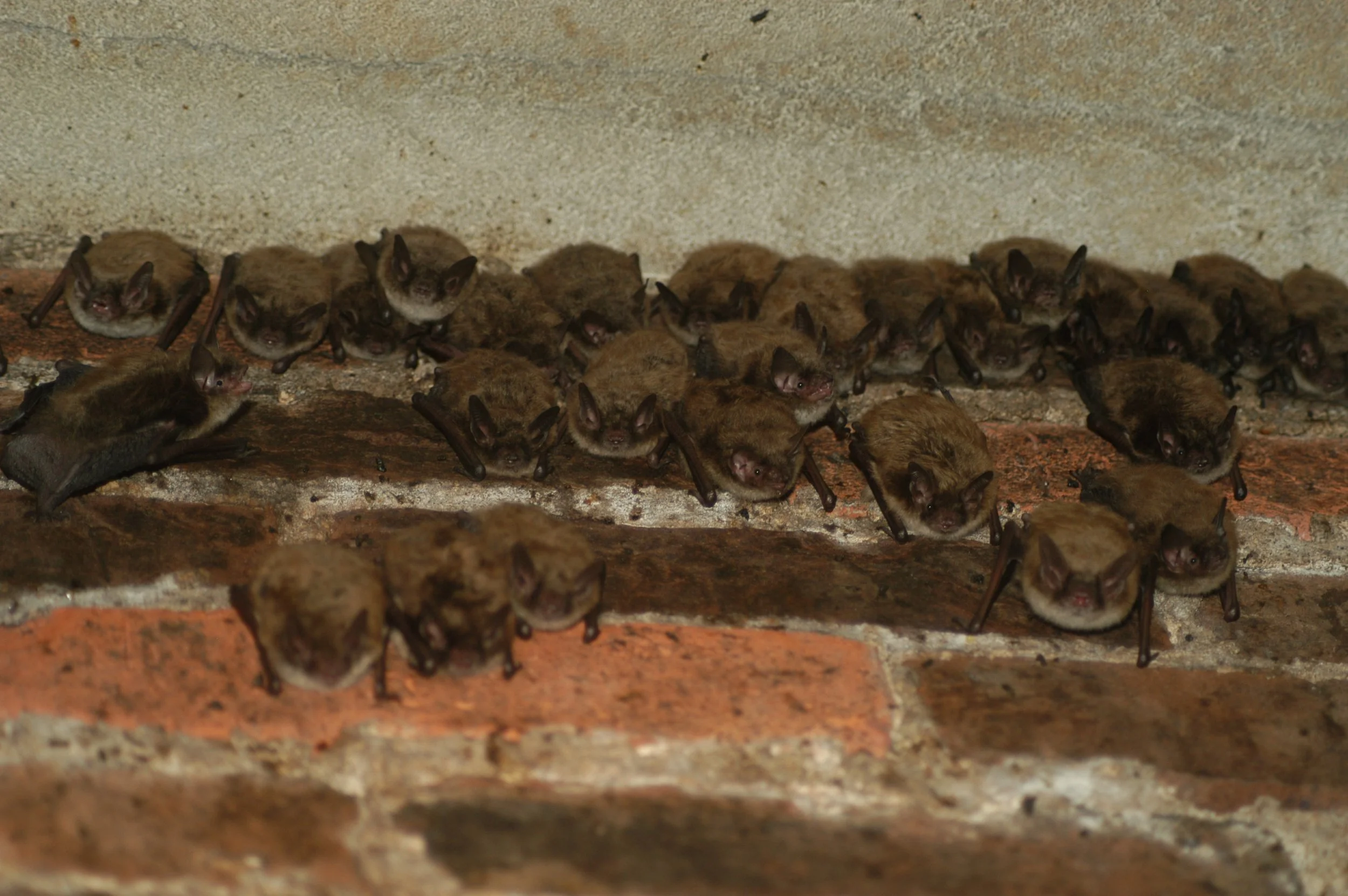 Wildlife Blog | Everything You Need to Know About Bats — Piedmont ...