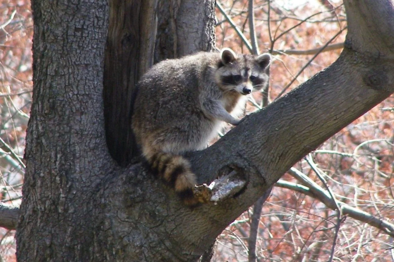Piedmont Wildlife Control