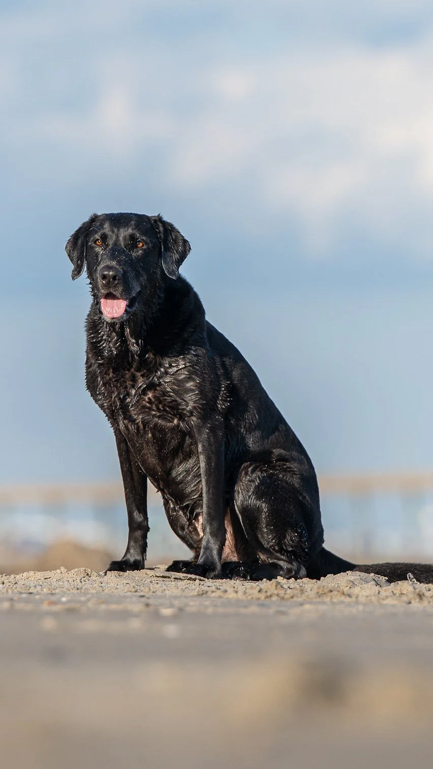 Experience — Crystal Coast Dog - Dog Photographer - Emerald Isle ...