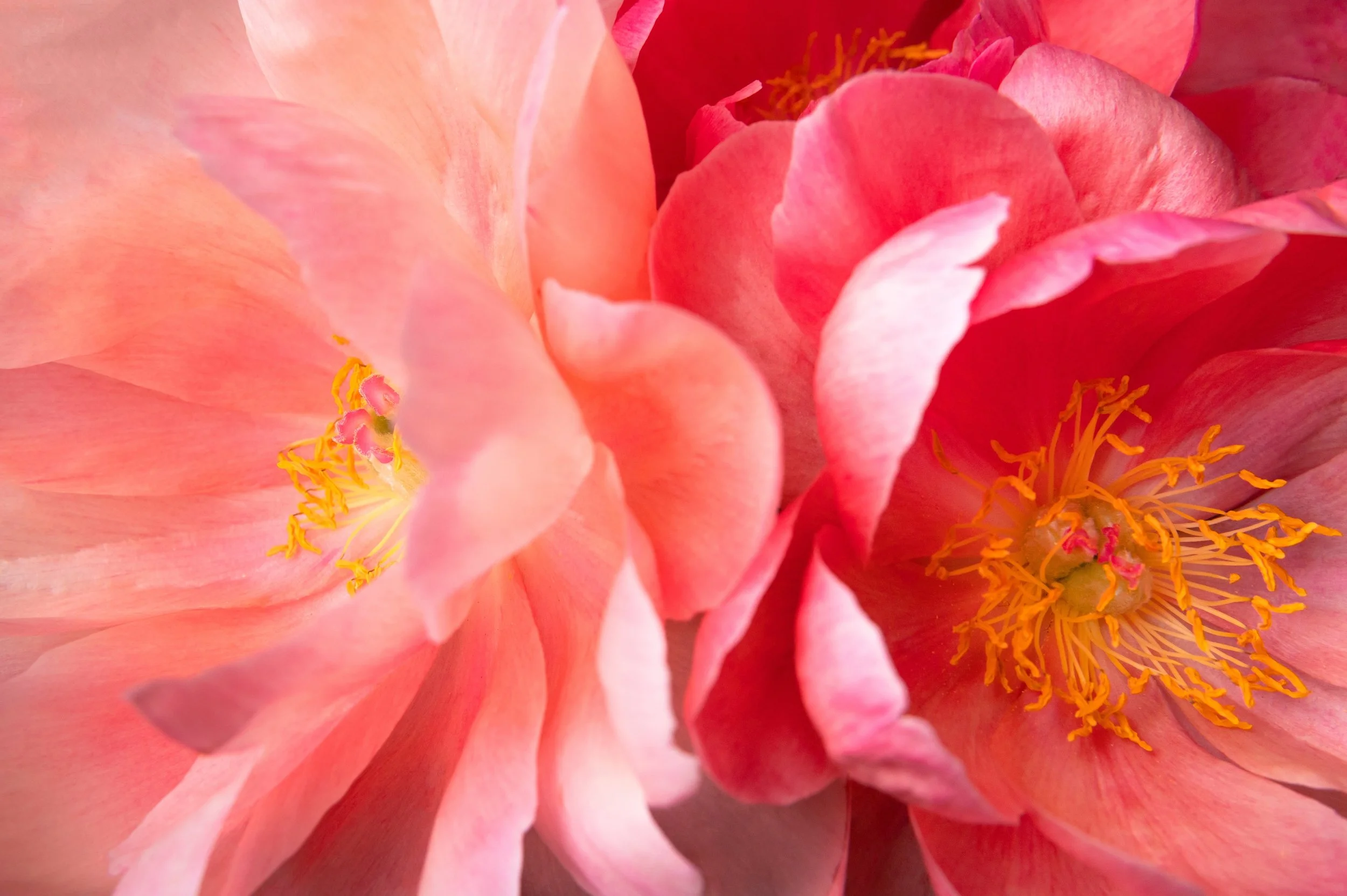 Nectar IV Hydration & Wellness