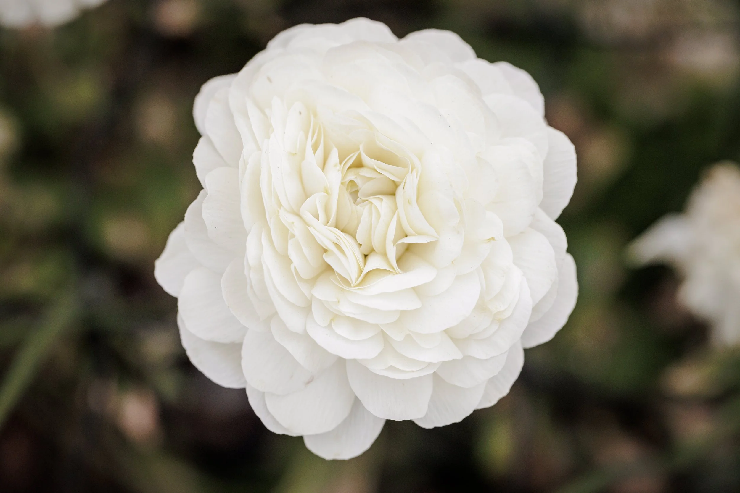 The Flower Farm — THE UNWALLED GARDEN