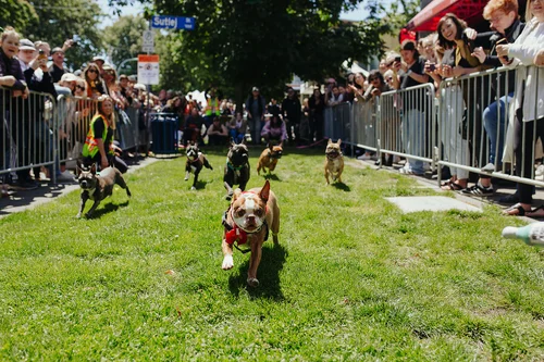 The Village Block Party