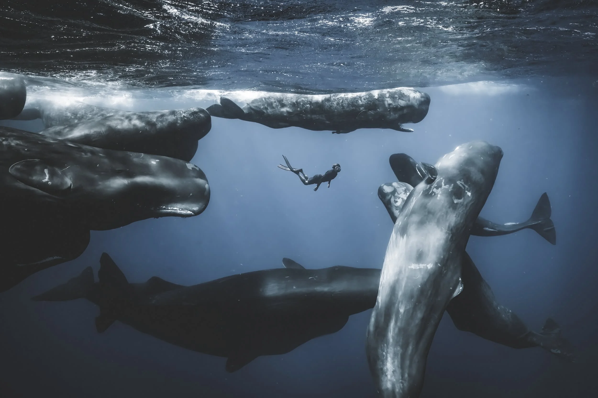 Ocean Photographer of the Year Exhibition - U.S. Premiere | Alameda ...