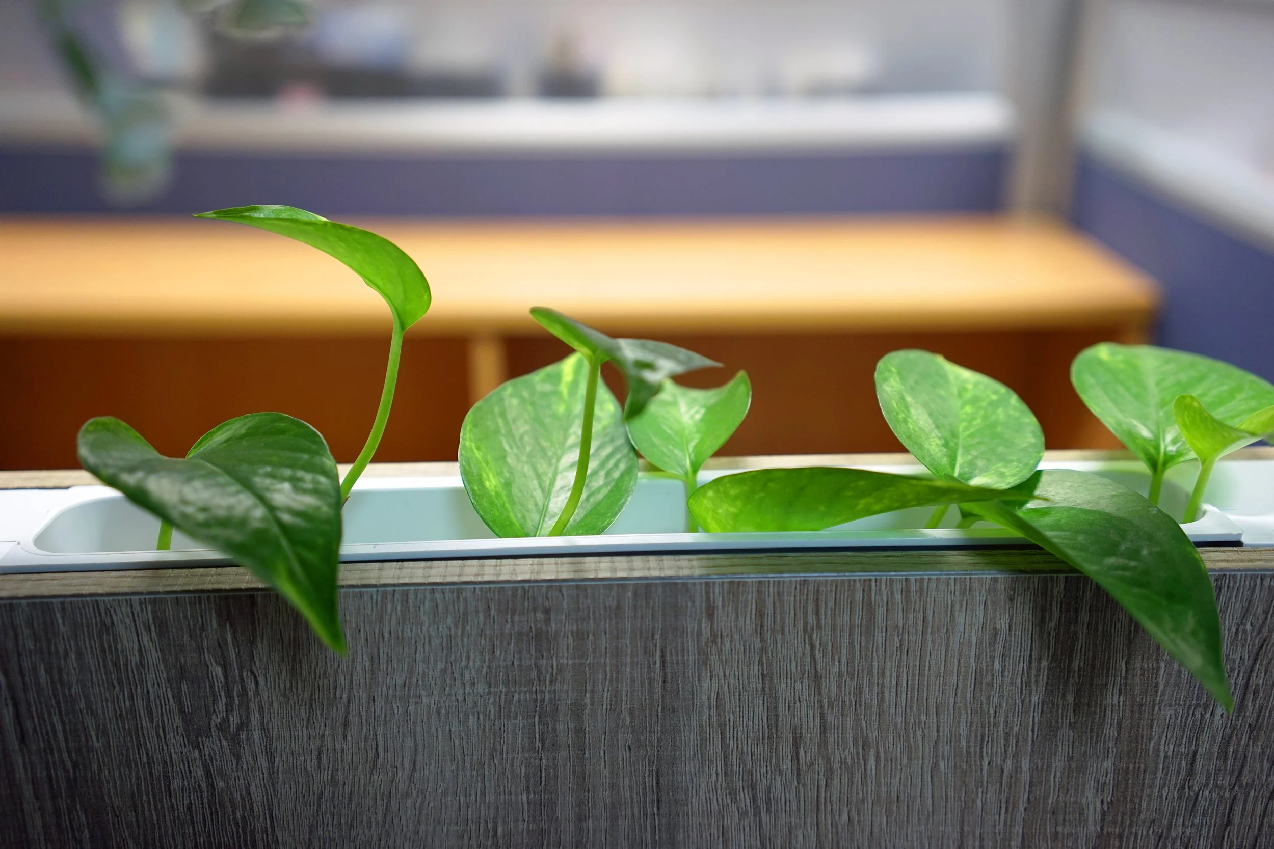 ESG | Discover Sustainable Solutions Today — Delta Pyramax Co., Ltd.