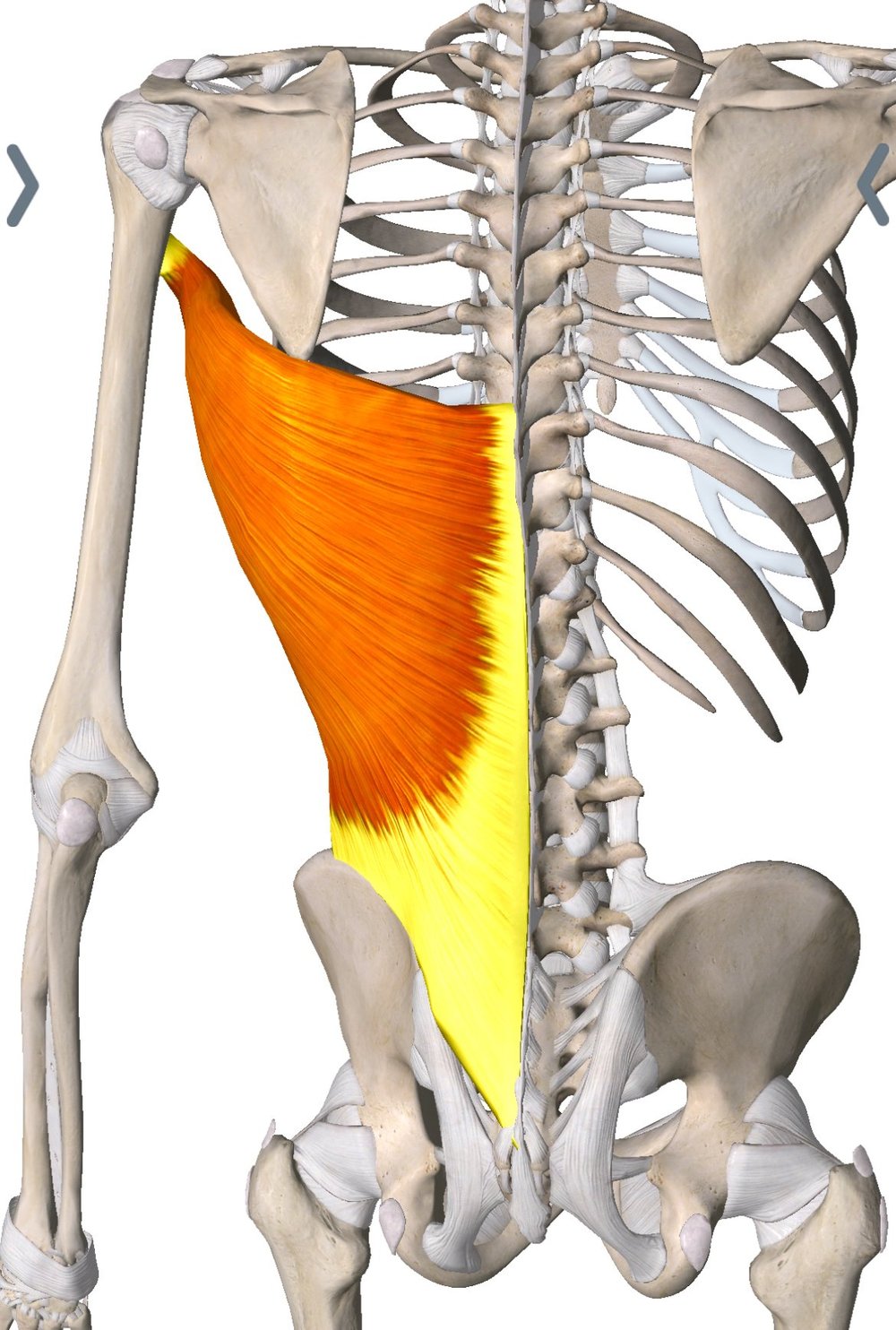 Lower Back Pain from Tight Lats: Causes & Stretches That Help — SQ ...