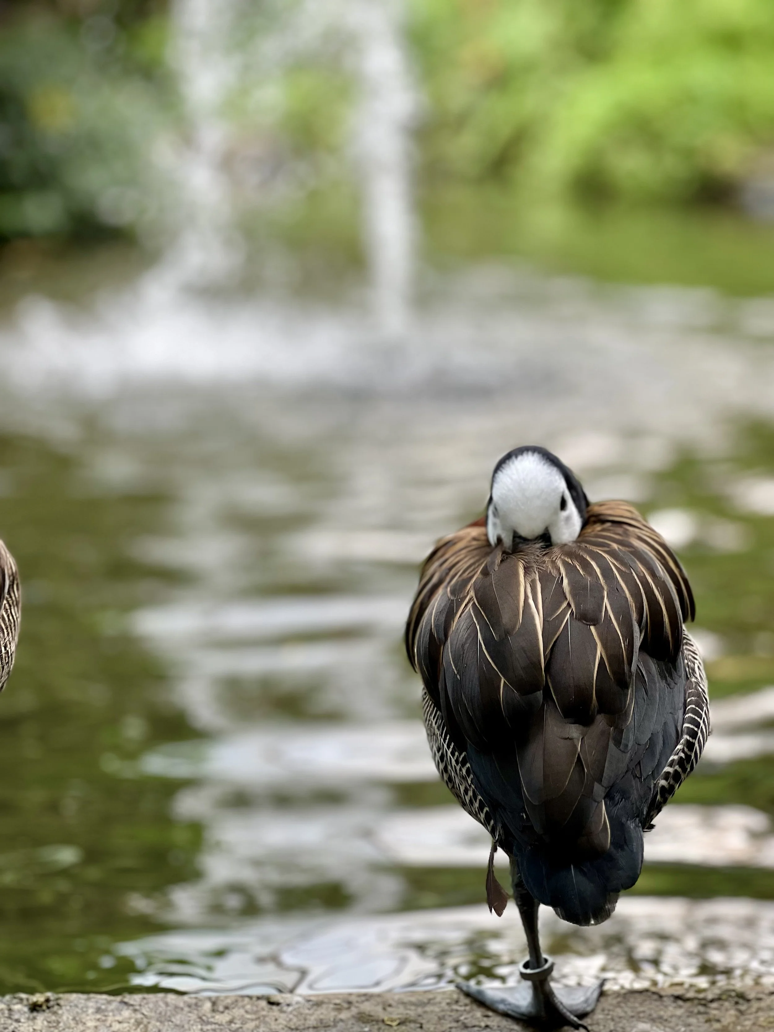 Roath Park: A Victorian Oasis in Cardiff — The Edit Wales