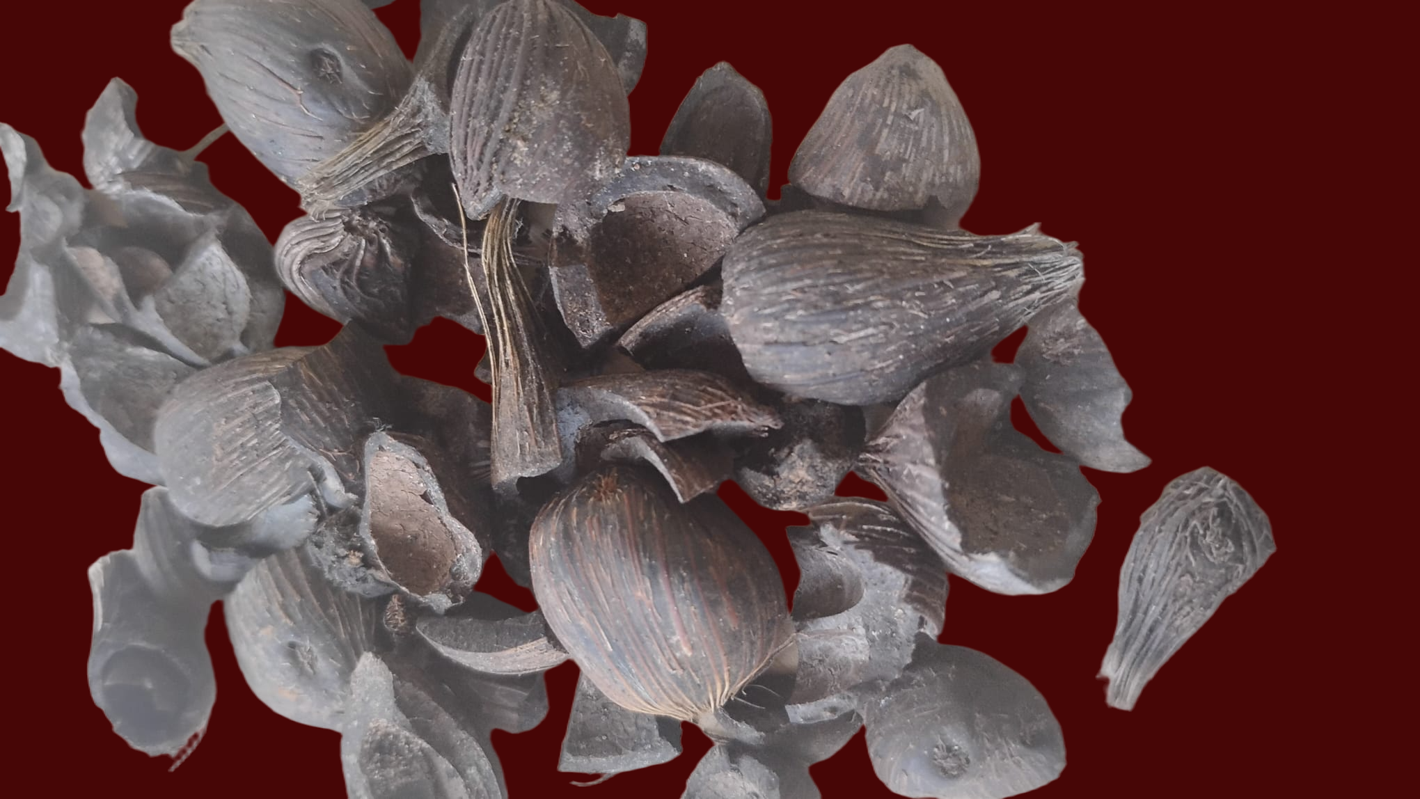 Palm Kernel Shells (PKS) – 500MT/Month Sourcing for Energy, Biomass ...