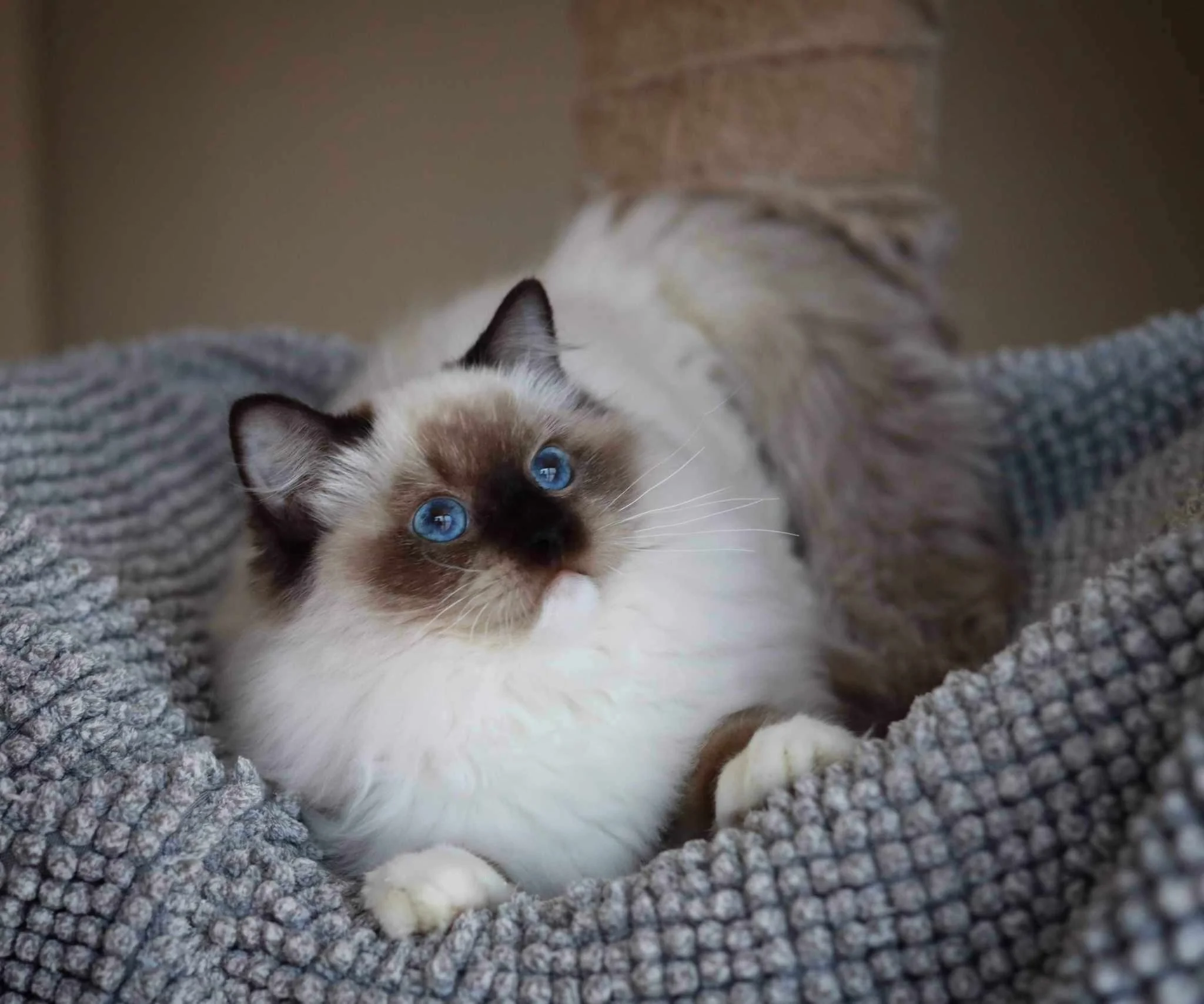 Posh Raggies