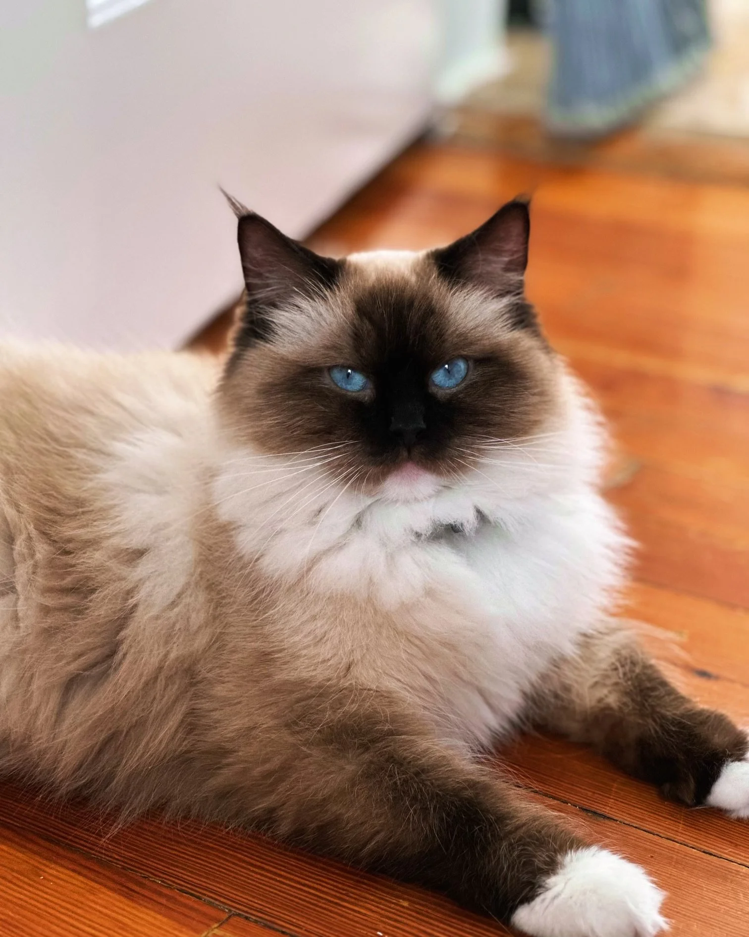 Posh Raggies