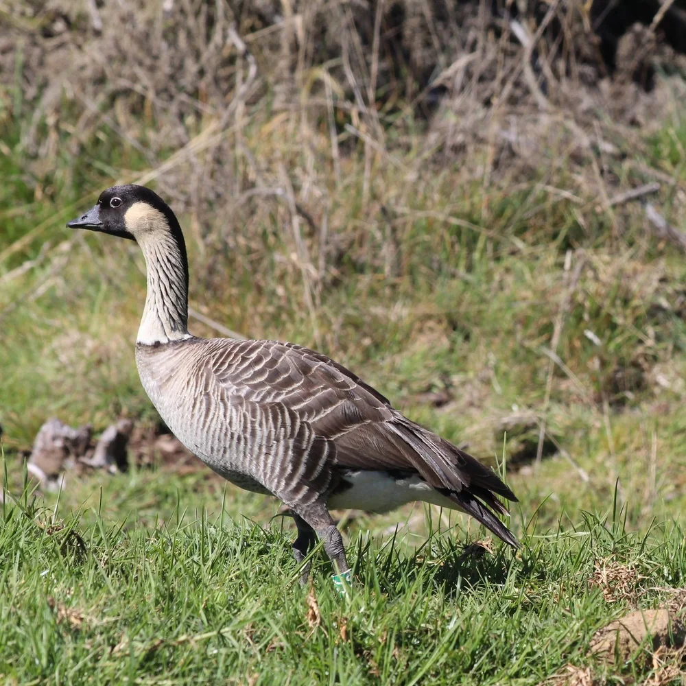 Visit Maunakea — Maunakea Observatories