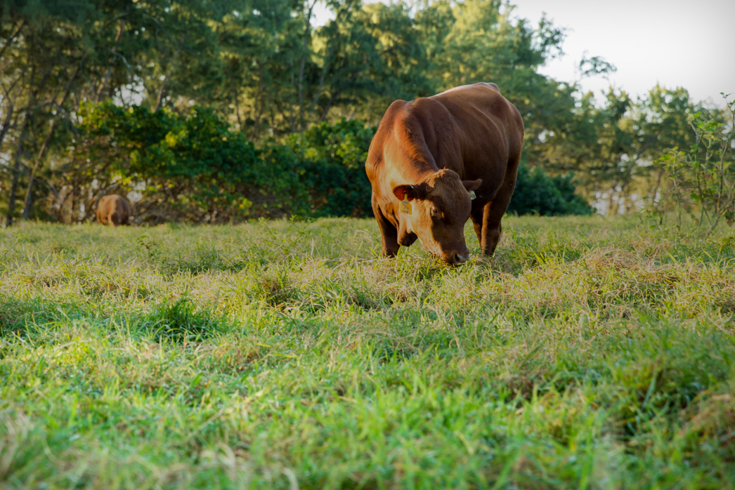 HANA RANCH - HAWAI‘I LIFE