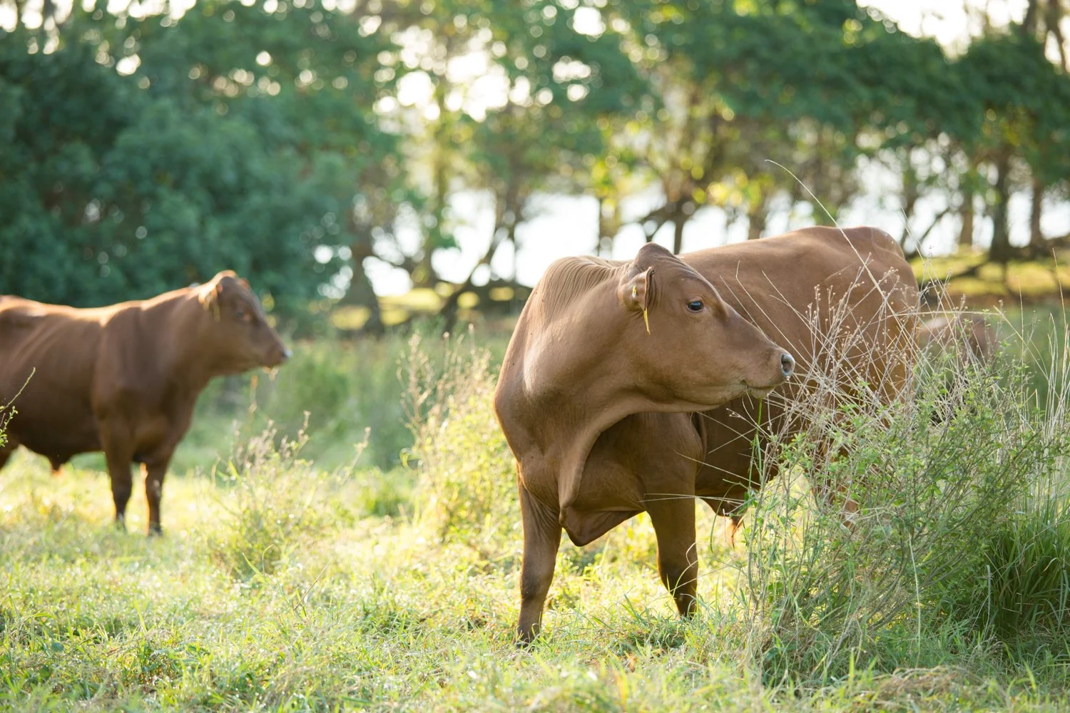 Features — HanaRanch.HawaiiLife.com
