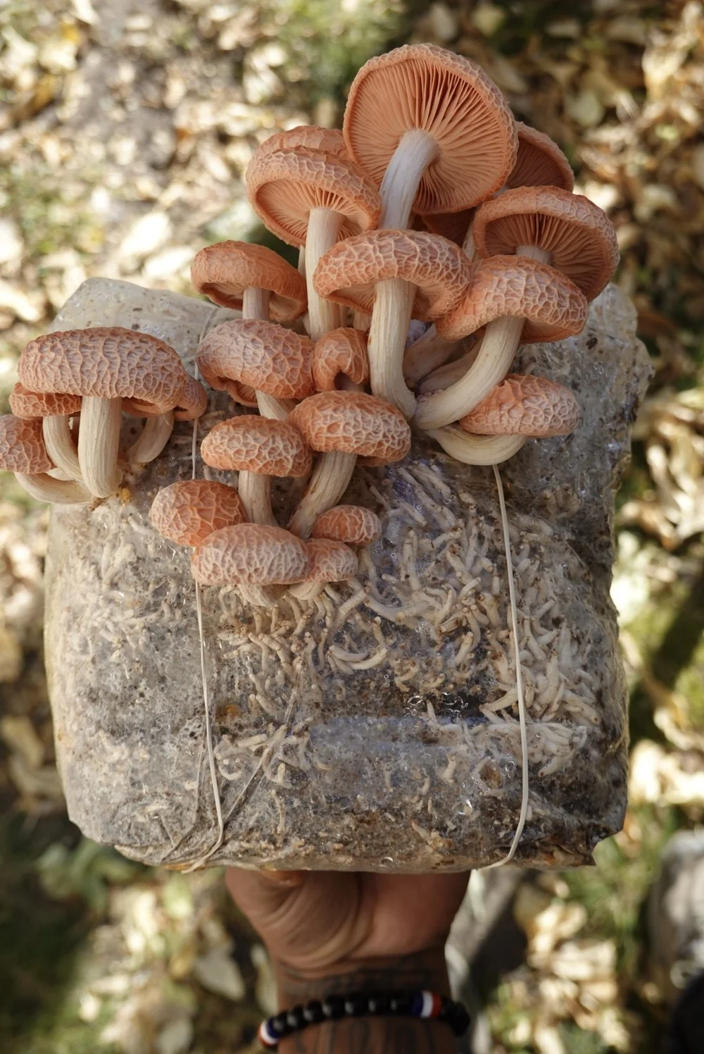 The wrinkled peach mushroom — The Mushroom Block