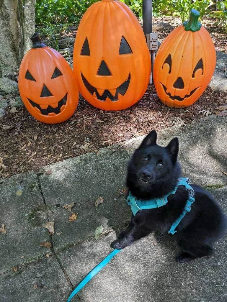 A Trainer’s Perspective: How to Prepare Your Dog for Halloween — Auntie ...