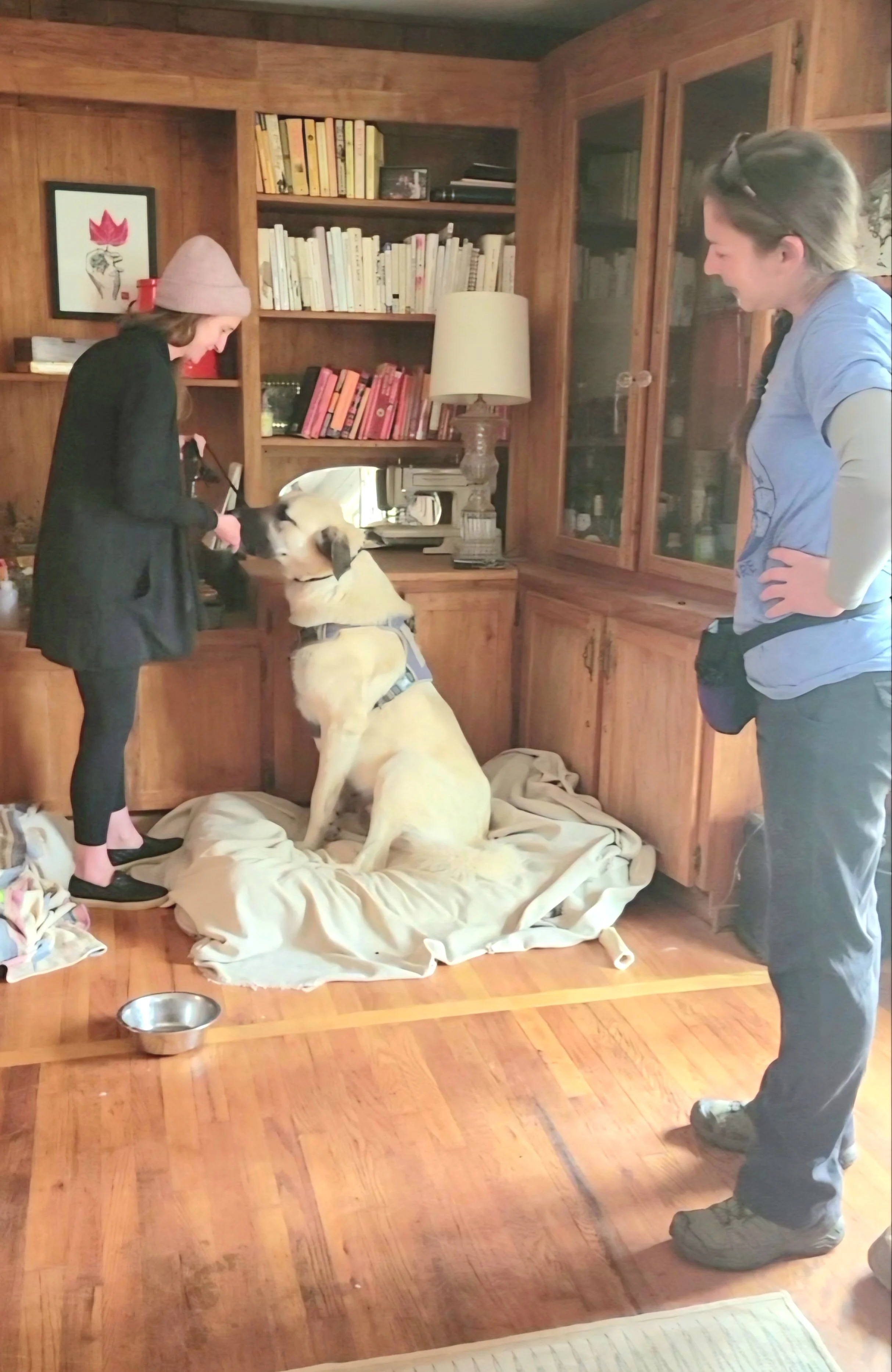 Professional Dog Trainer in Asheville Area — Auntie M Pet Care