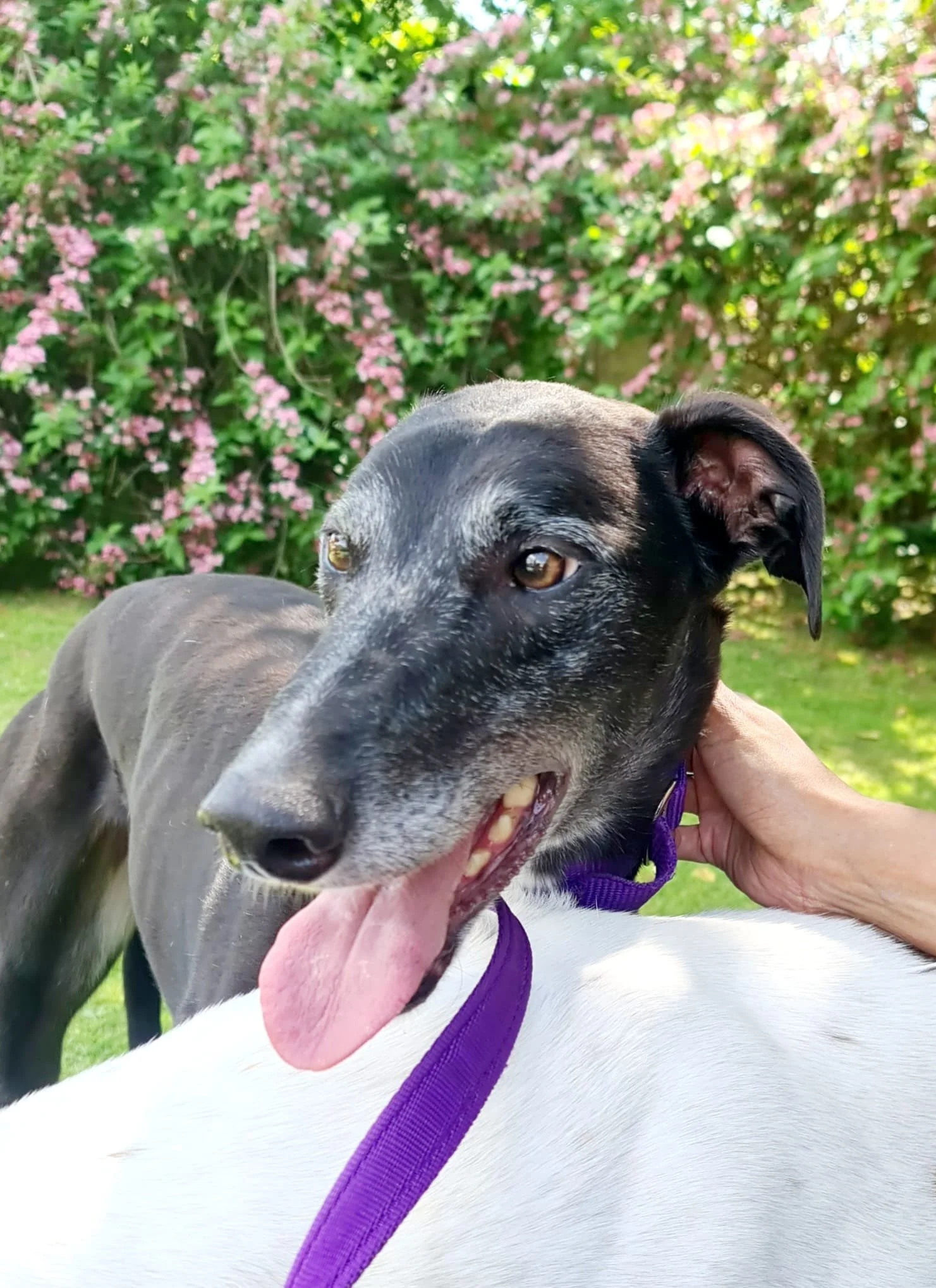 Dogs for adoption — Lurcher SOS Sighthound Rescue