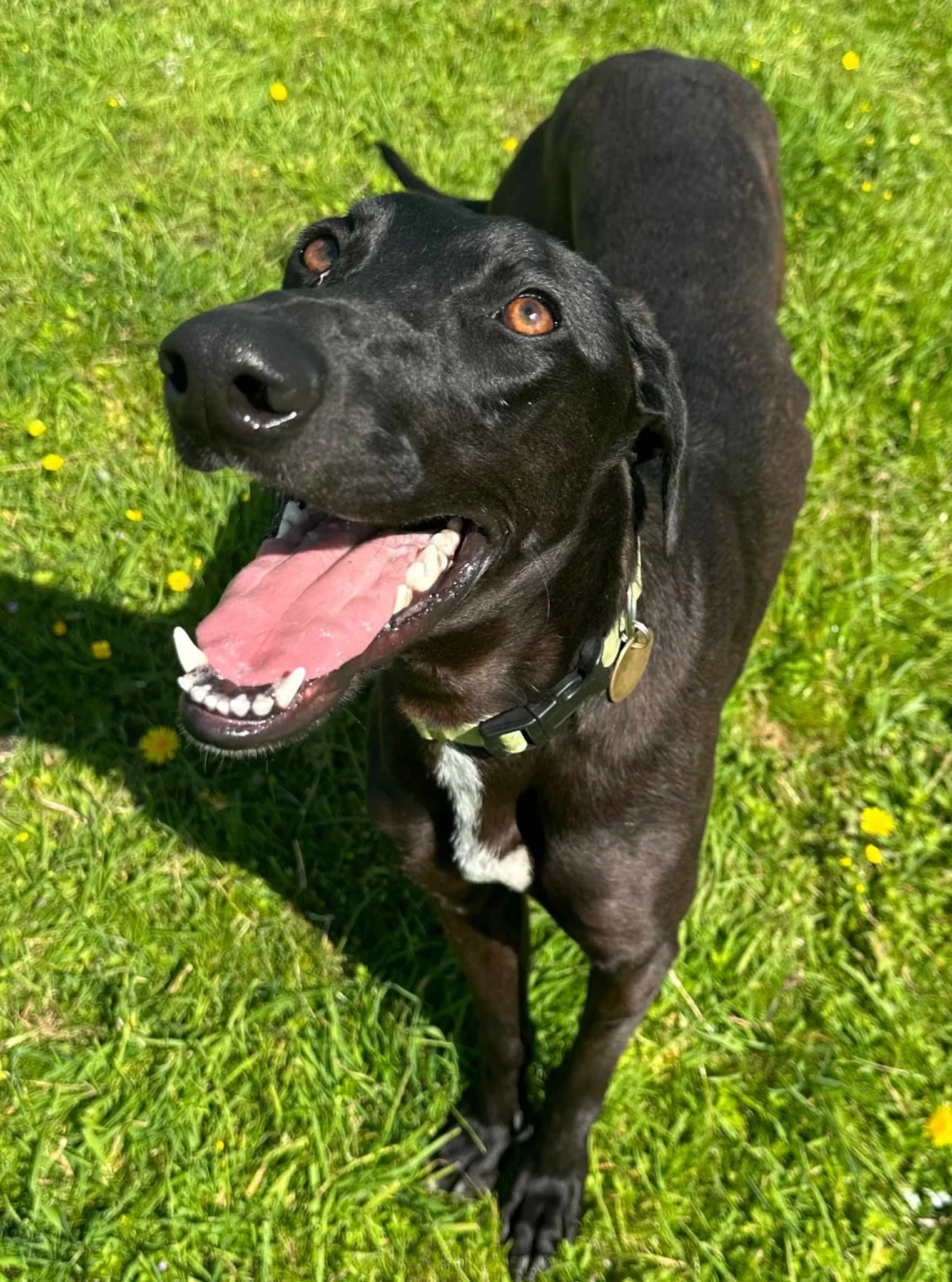 Lurcher SOS Sighthound Rescue