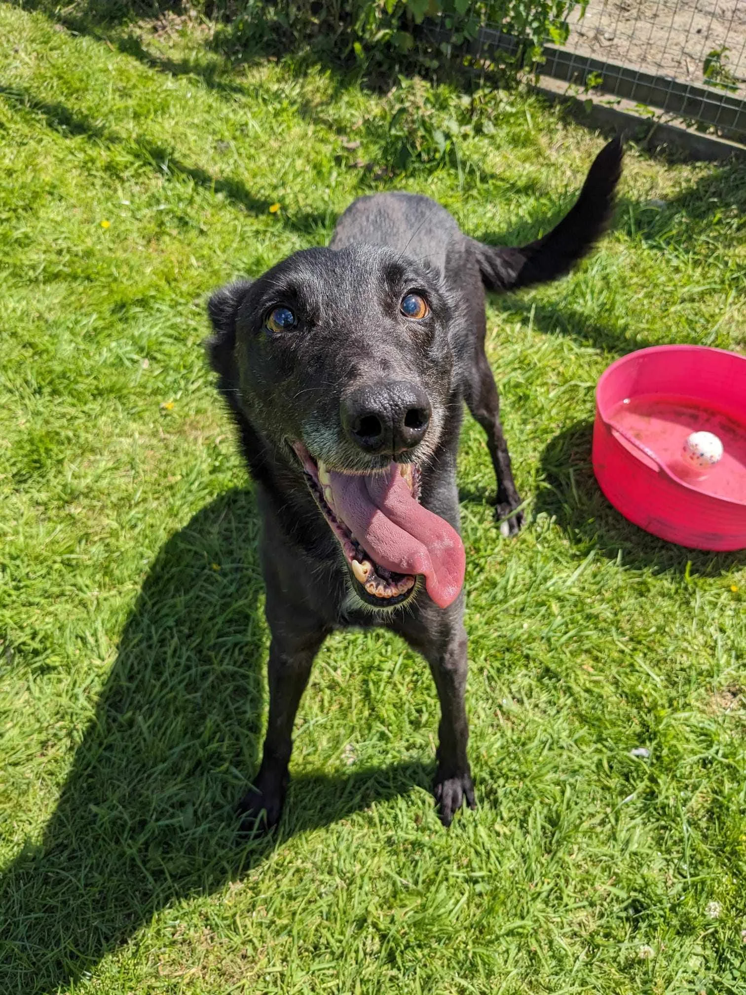 Lurcher SOS Sighthound Rescue