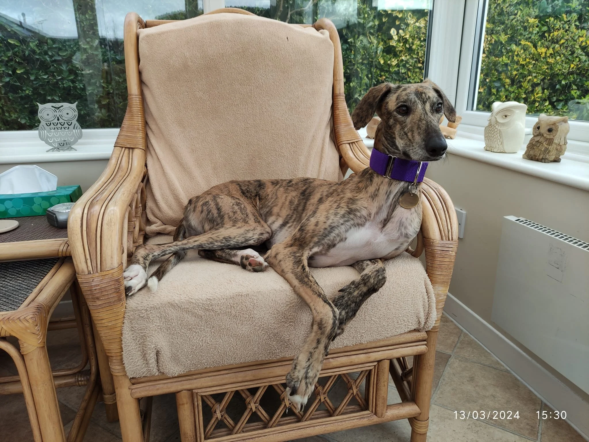 Dogs for adoption — Lurcher SOS Sighthound Rescue
