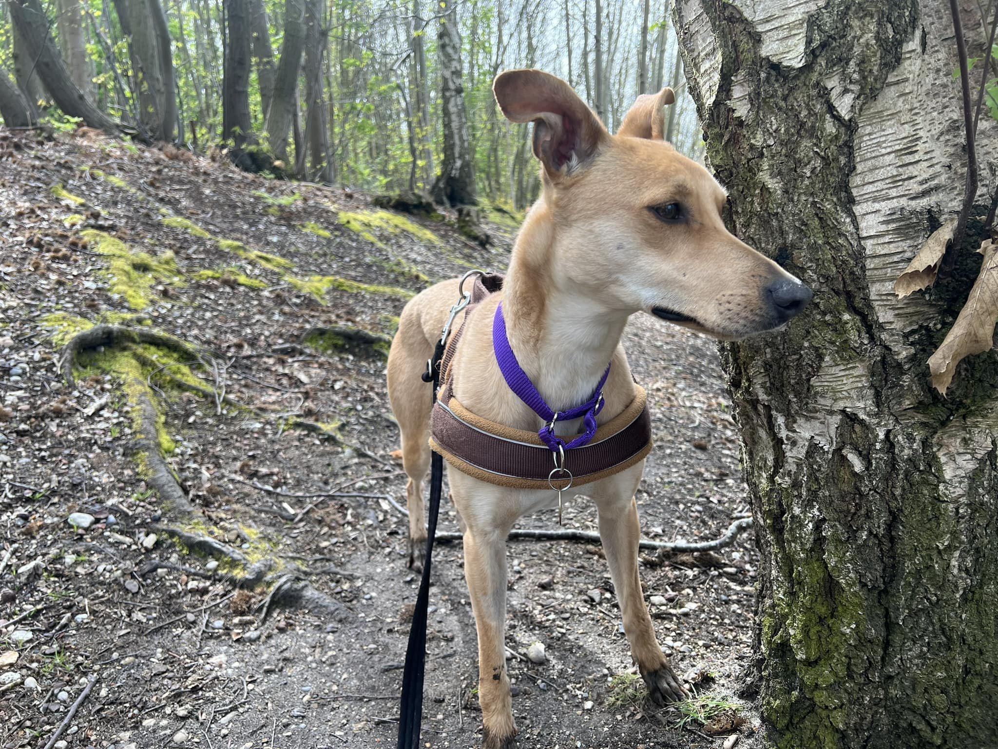 Lurcher SOS Sighthound Rescue
