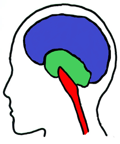 The Baby Brain: Understanding the Triune Brain and Emotional Regulation ...