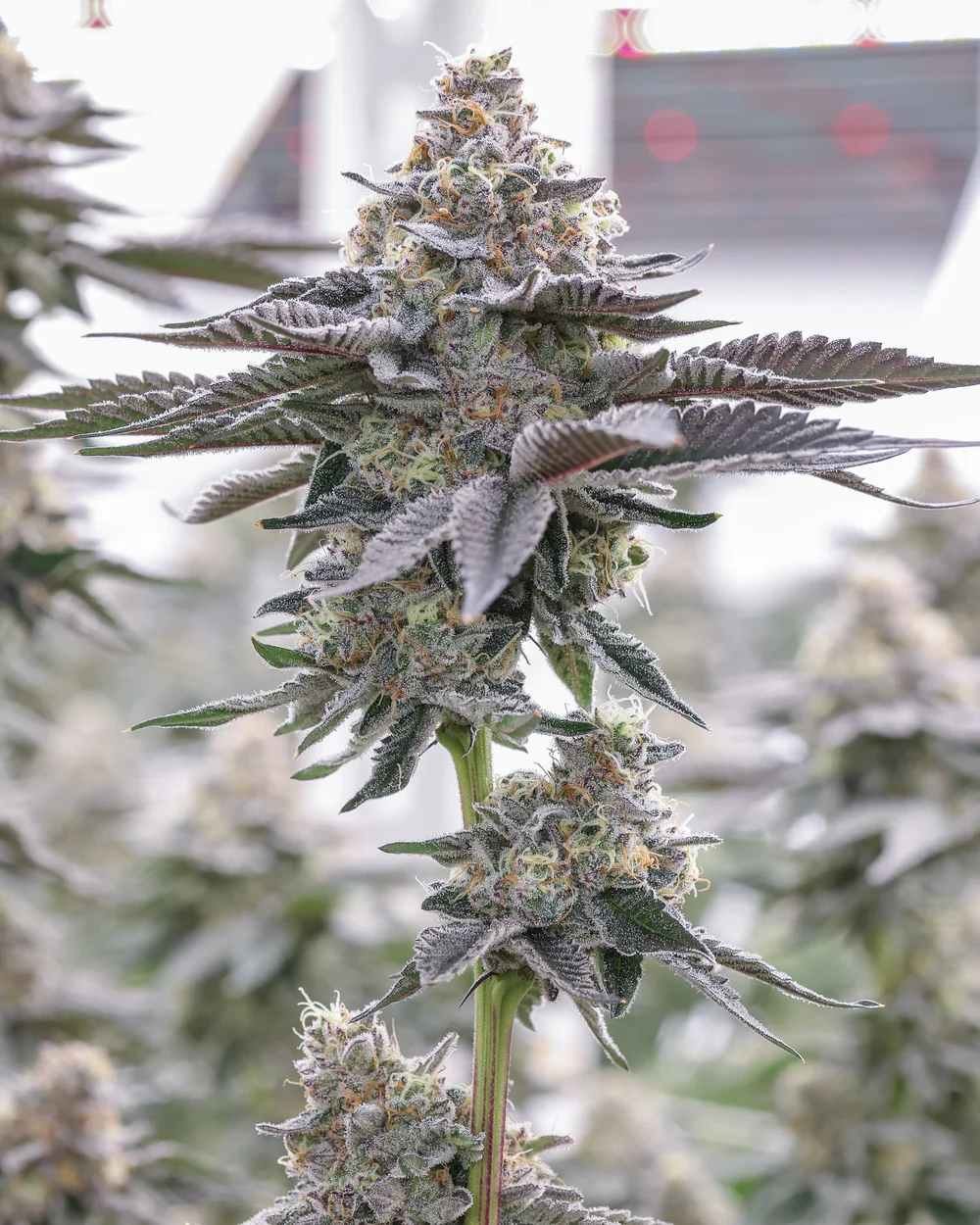 Flight Plan Strain • Hybrid • KAI Cannabis Flower — KAI Cultivation