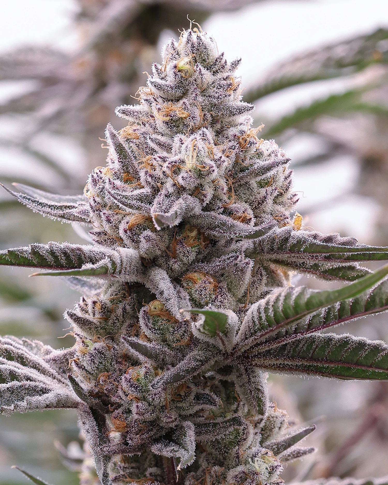 Peach Slushie Strain • Sativa • KAI Cannabis Flower — KAI Cultivation