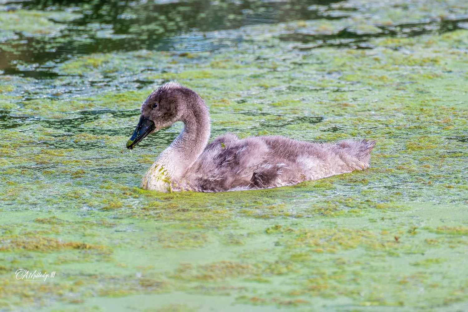 Birds — Bird Brain Photo, LLC