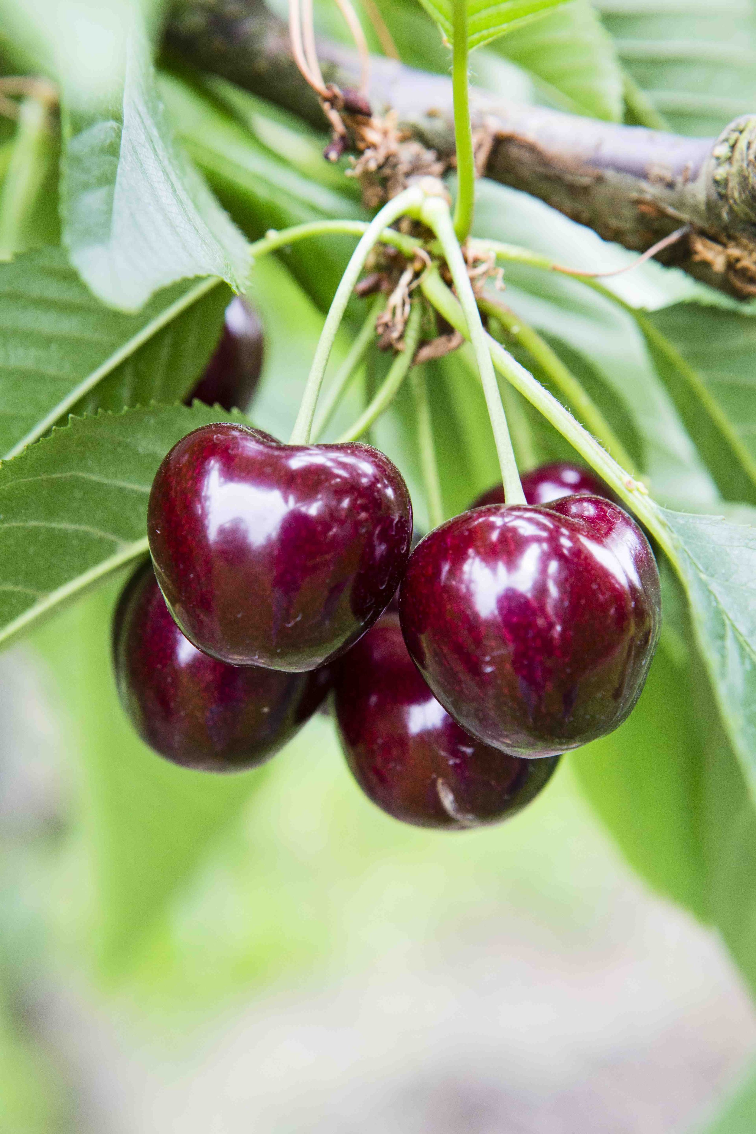 Pluk je eigen biologisch fruit. Pluk je eigen kersen. — FRUITBEDRIJF JACOBS