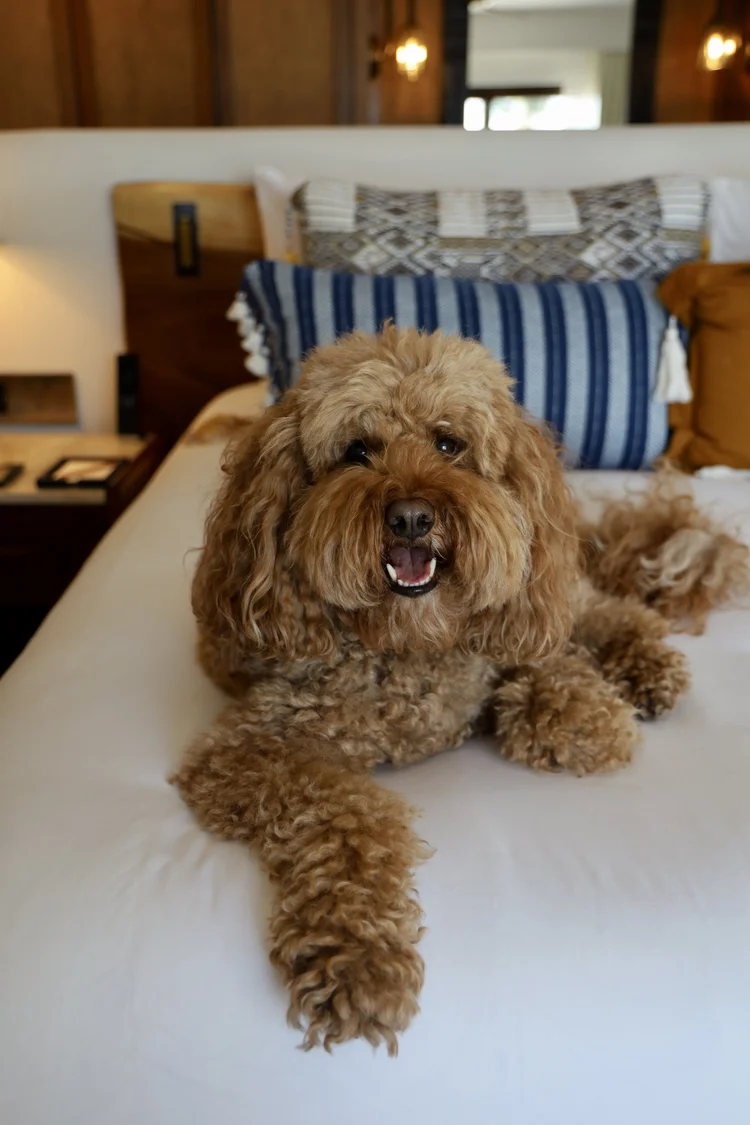 Top Pet-Friendly Hotels in North America: Best Stays for You and Your ...