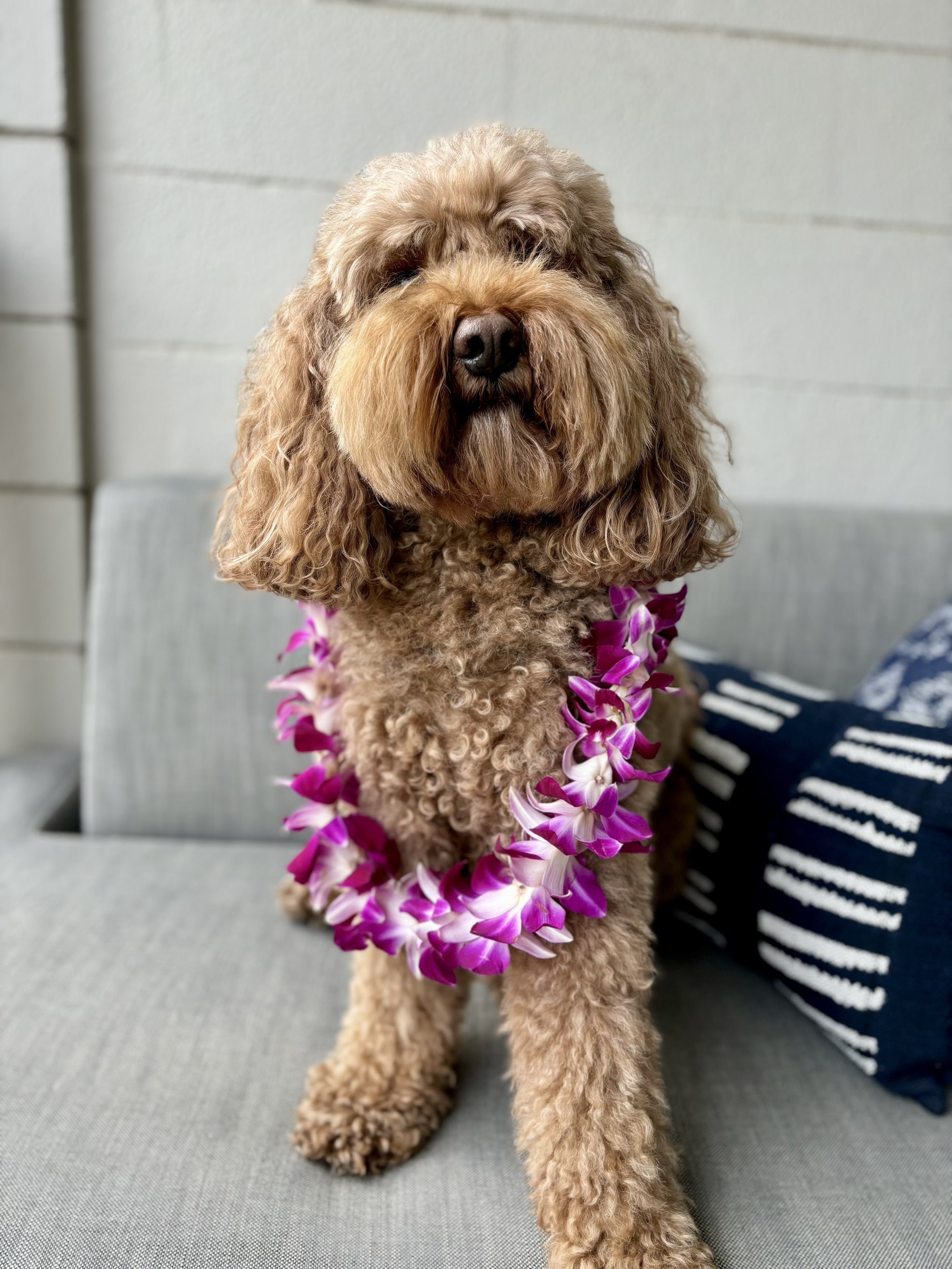 How to Travel to Hawaii With Your Dog: A Complete Guide to Avoid ...