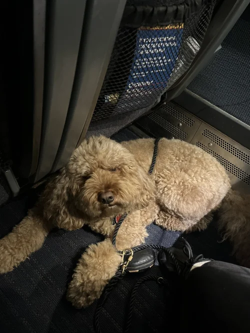 How to Travel With Your Dog on Amtrak: A Complete Guide to Pet-Friendly ...